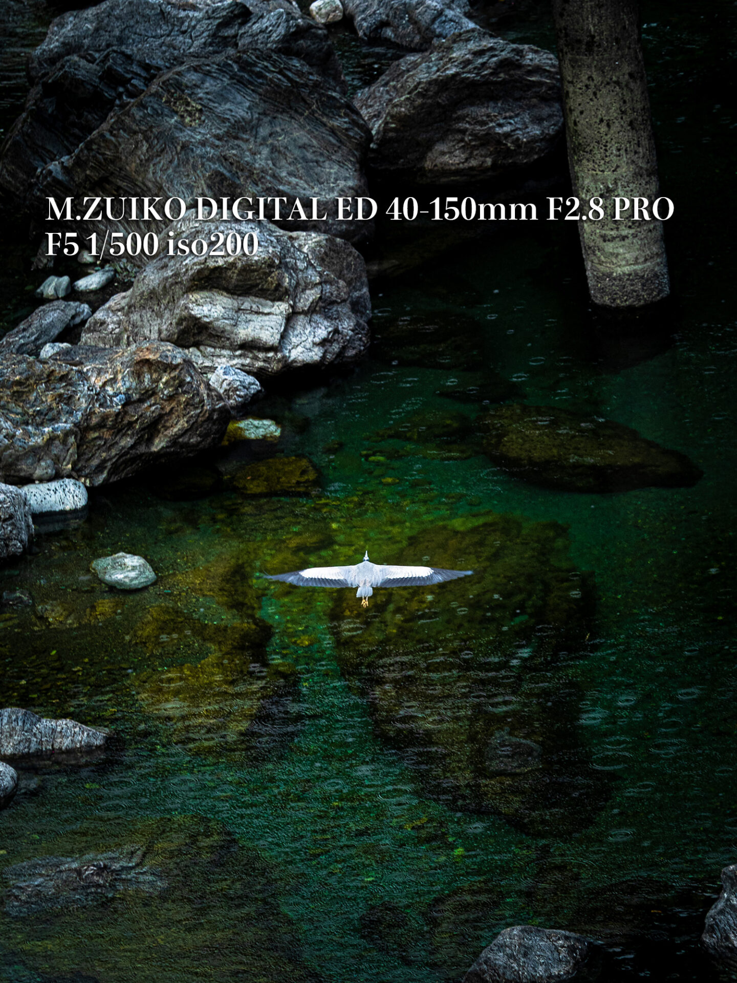 「M.ZUIKO DIGITAL ED 40-150mm F2.8 PRO」で野鳥を撮影できるの？ - Local Japan landscape