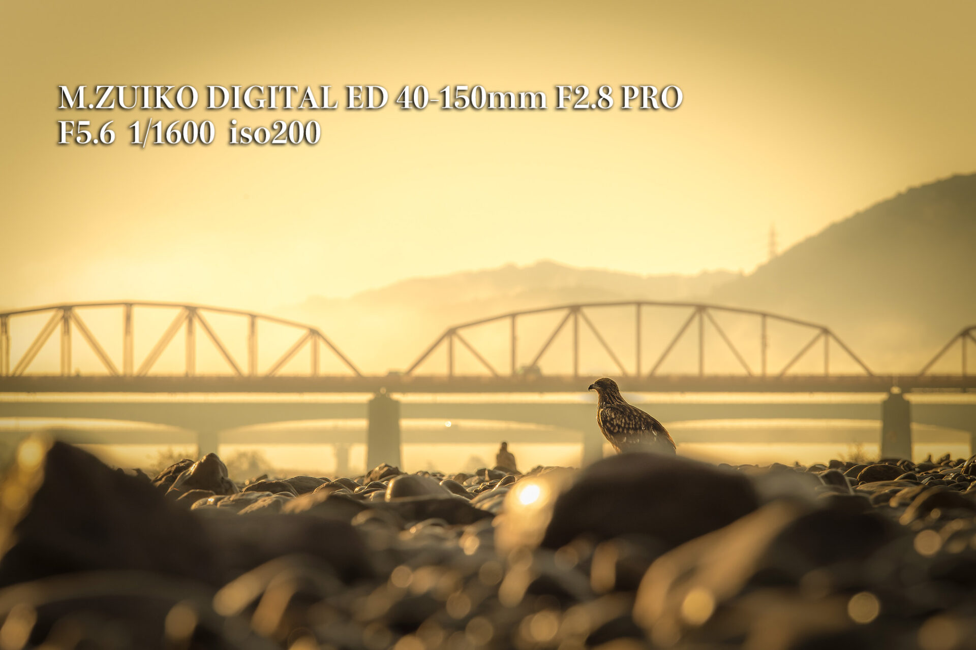 「M.ZUIKO DIGITAL ED 40-150mm F2.8 PRO」で野鳥を撮影できるの？ - Local Japan landscape